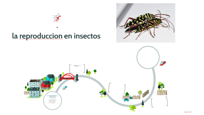 la reproduccion en insectos by juan pablo mier ferrigno