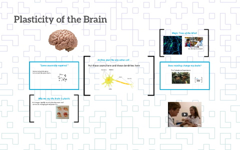 Plasticity of the Brain by Aubrey Scarbrough on Prezi