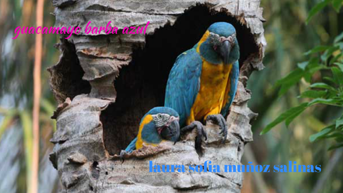 guacamayo barba azul by laura sofia muñoz salinas on Prezi