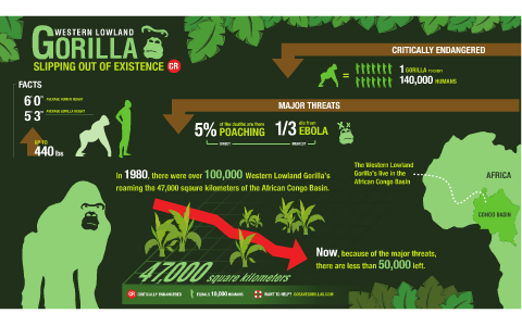 The Western Lowland Gorillas by JD Vorheis on Prezi