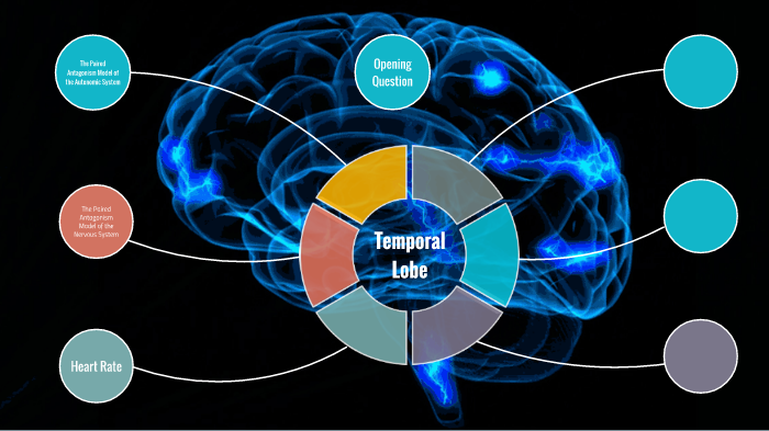 Neuroception by Stephen Millward on Prezi