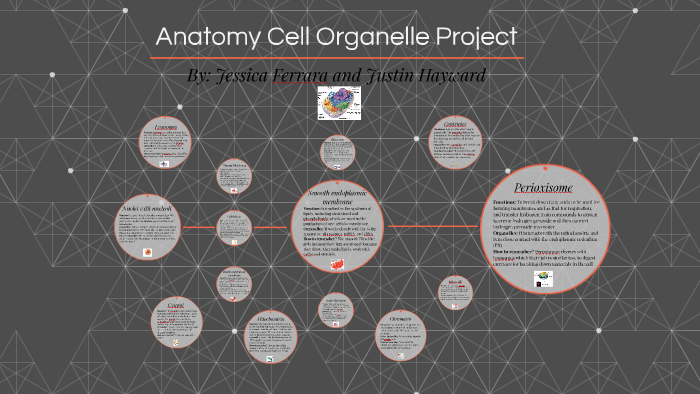 Anatomy Cell organelle Project by Jessica Ferrara on Prezi