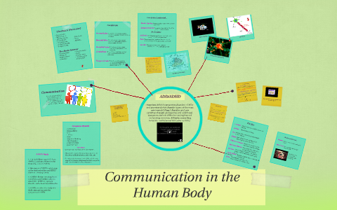 Communication in the Human Body by Dakota Baker on Prezi