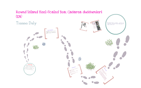 Round Island Keel-Scaled Boa by Tianna Daly on Prezi
