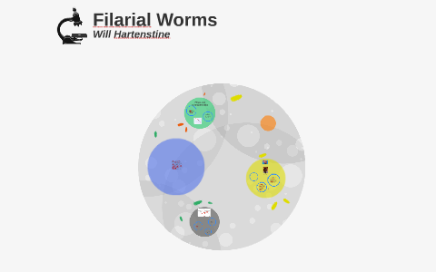 Filarial Worms by Will Hartenstine on Prezi