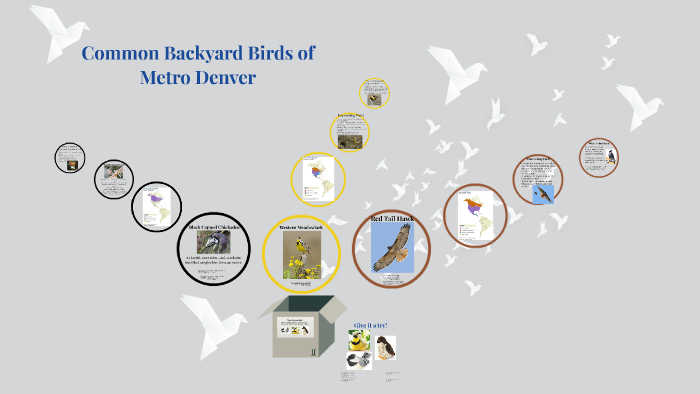 Common Backyard Birds of Metro Denver by H J on Prezi