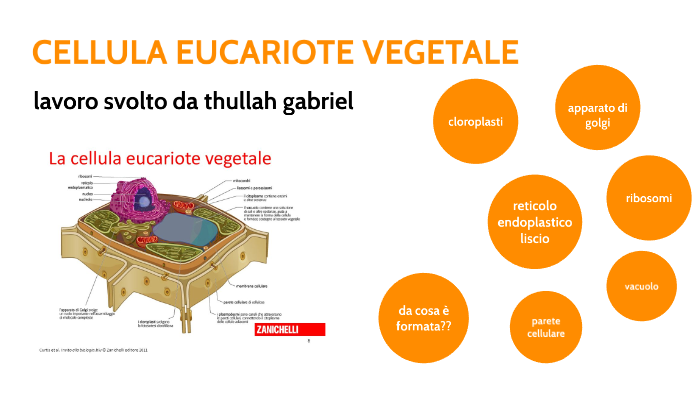 cellula eucariote vegetale by gabriel thullah on Prezi
