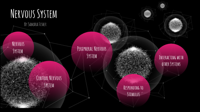 Nervous System by Samara Fisher on Prezi