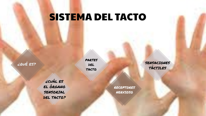 sistema del tacto by CUYA SARANGO XIMENA NAZZIEL on Prezi