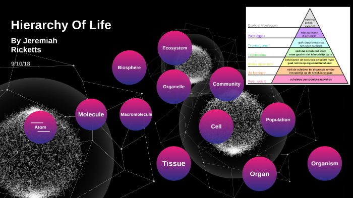 Hierarchy of Life by Jeremiah Ricketts on Prezi