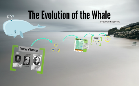 The Evolution of the Whale by Samantha Jenkins on Prezi