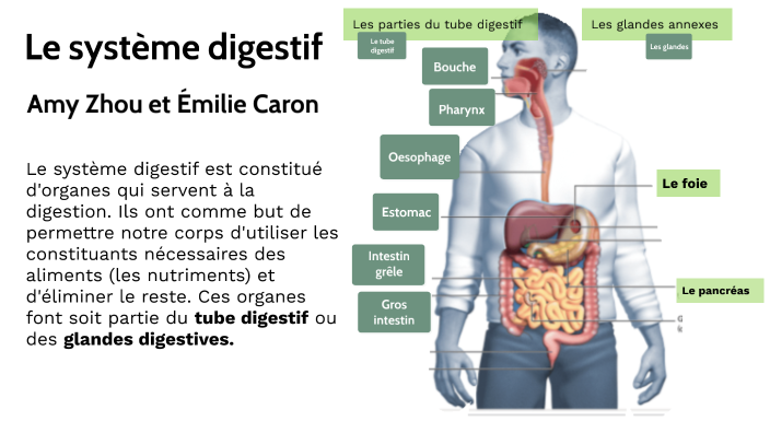 Le système digestif by Émilie Caron