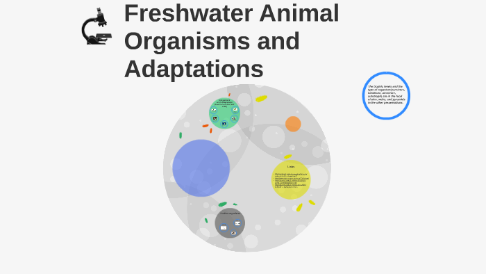 Freshwater Animal Organisms and Adaptations by Sunil Krish on Prezi