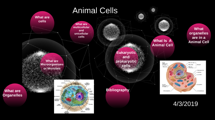 What Do You Know About Cells? by Elijah Khoury on Prezi