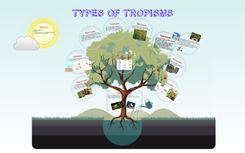 TYPES OF TROPISMS by Adri Fdez on Prezi