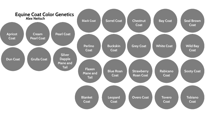 Equine Coat Color Genetics by Alexandria Neitsch on Prezi