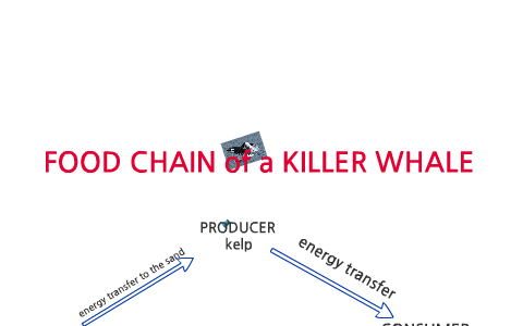 food chain of a killer whale by alexis glavocich on Prezi