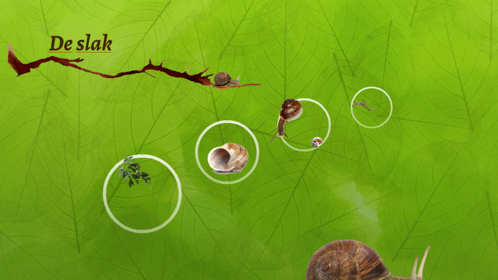 De slak by Daan Dumoulin on Prezi