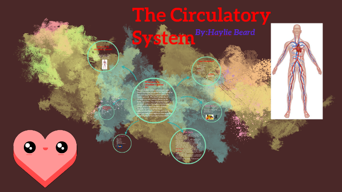 The Circulatory System by haylie beard on Prezi