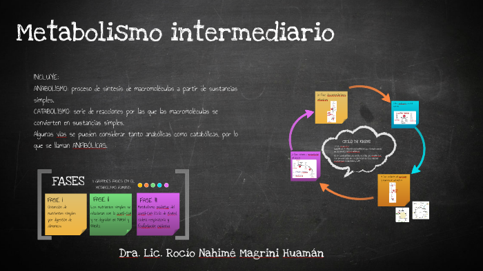 Metabolismo intermediario by Rocío MH on Prezi