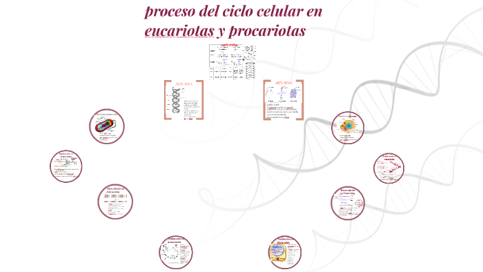 proceso del ciclo celular en eucariotas y procariotas by mariam ...