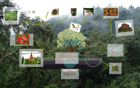 Bosque Mesófilo de Montaña by Marco Antonio González González on Prezi