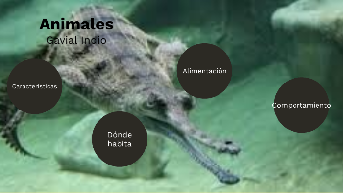 El gavial indio. by Anahi Molina on Prezi