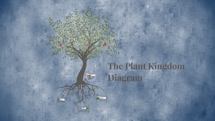 The Plant Kingdom Diagram by Katelyn fuller on Prezi