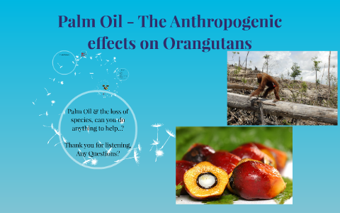 Palm Oil - Anthropogenic affects on Orangutans by janine pemberthy on Prezi