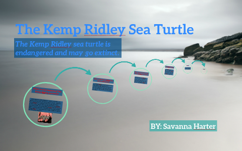 The Kemp Ridley Sea Turtle by mixer matcher on Prezi