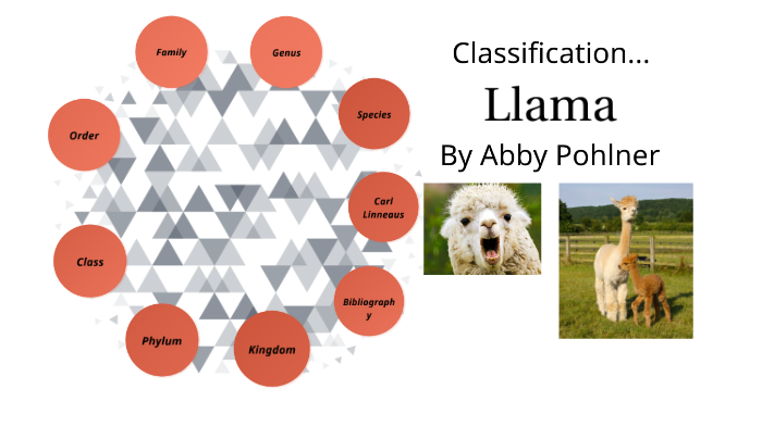 Llama Classification by Abby Pohlner on Prezi