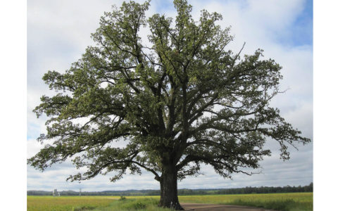 The Leydon Family Tree by Preston Humes on Prezi