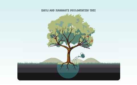 Kayli and hannah's phylogenetic tree by Kayli McIntyre on Prezi