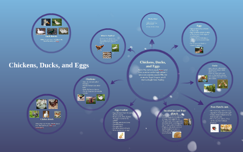 Chickens and Ducks by Jacob Hord on Prezi
