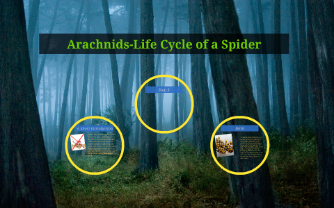 Arachnids-Life Cycle of a Spider by Rishanthi/Piraveen Sribaskaran on Prezi