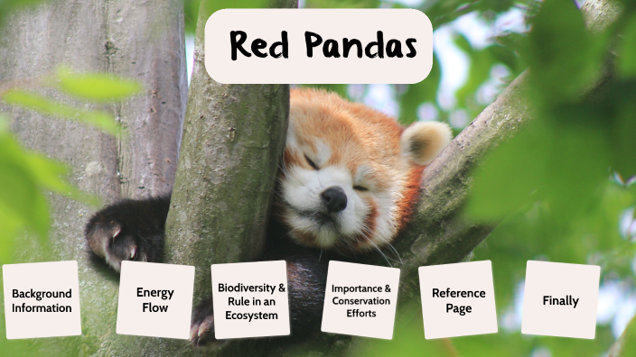 All About Red Pandas by Lisa Li on Prezi