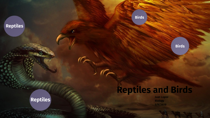 Classification of animal research by Juan Lopez on Prezi