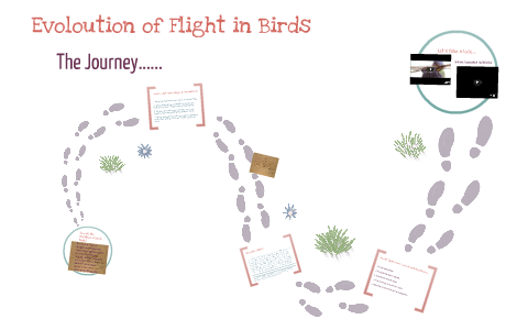 Evolution of Flight in Birds by Johnny Prince on Prezi