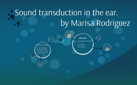 Sound transduction in the ear. by Marisa Rodriguez on Prezi