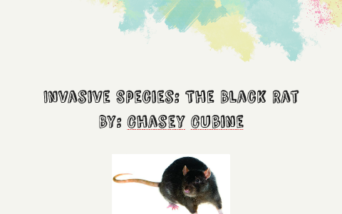 Invasive Species: The Black Rat by Chasey Cubine on Prezi