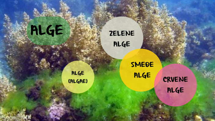 ALGE by Dragica Predrijevac on Prezi