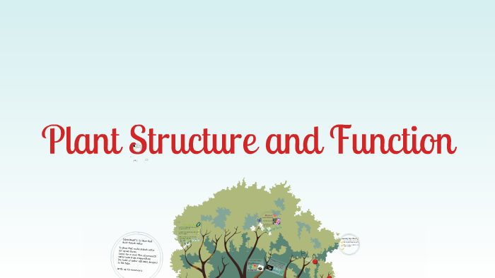 Plant Structure and Function by A. Reilly on Prezi