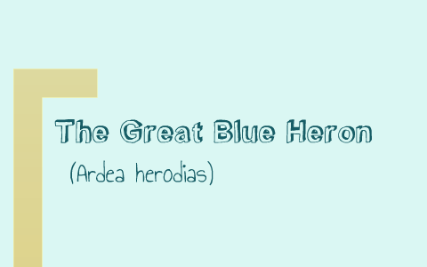 Great Blue Heron by Westyn Bennington on Prezi