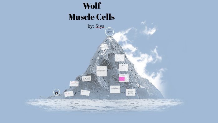 Wolf muscle cells by Siya Gandhi on Prezi