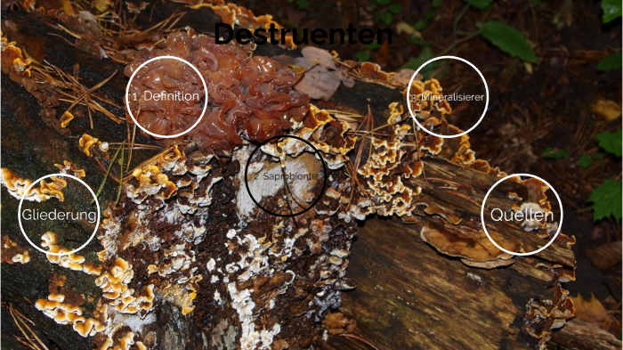 Destruenten by Gary W. on Prezi