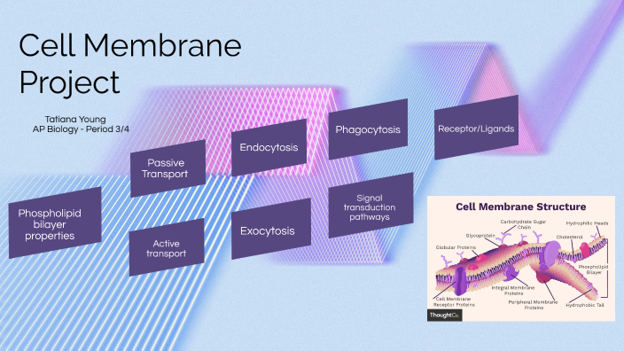 AP Biology: Cell Membrane Project - Tatiana Y. by Tatiana Young on Prezi