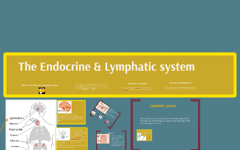 The Endocrine & Lymphatic system by Breyn-William Carter