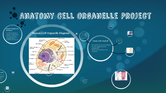 Anatomy Cell Organelle Project by Katie Walter on Prezi