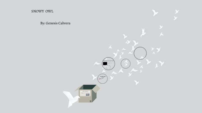 SNOWY OWL by Mrs. Bonk on Prezi