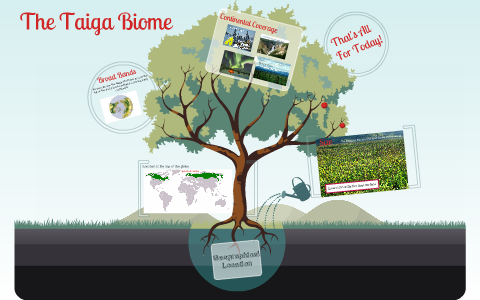 The Taiga Biome: Geographical Location by Thomas Zombek on Prezi